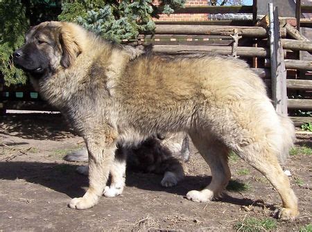 Kaukasischer Schäferhund Kaukasischer Owtscharka Kavkazaskaia