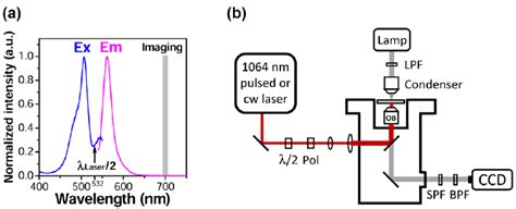 A Excitation Blue λ Em 561 Nm And Emission Pink λ Ex 532