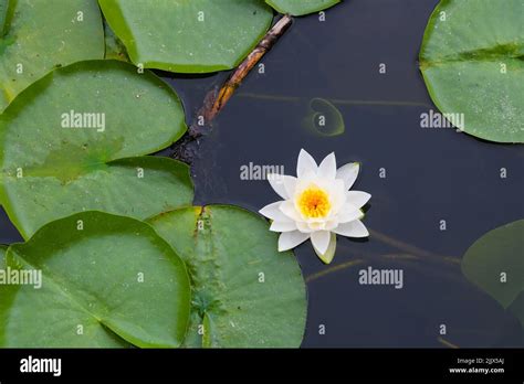 Lily Pads Underwater