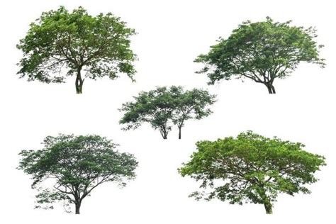 Tree Collage Stock Photos Images And Backgrounds For Free Download