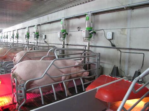 Materneo gestion des truies en maternité Élevage de porcs Asserva