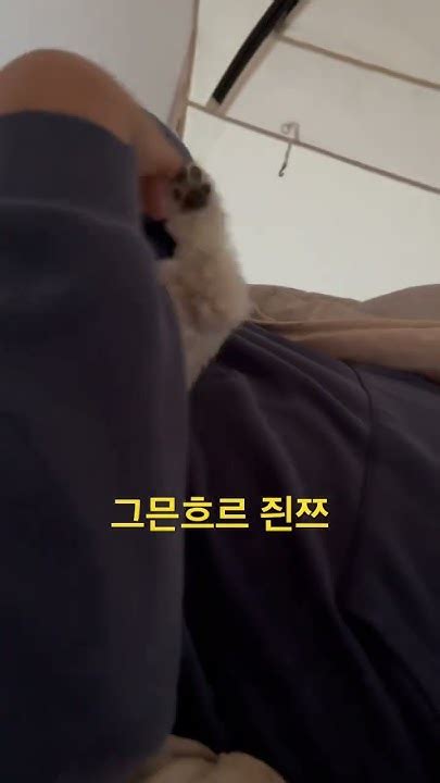 아빠한테 괴롭힘 당하는 강아지 Youtube