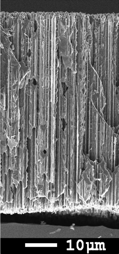 Sem Image Of The Cross Section Of A Macroporous Membrane [10] Download Scientific Diagram