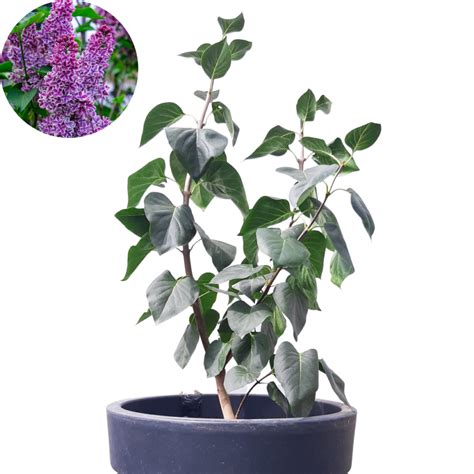 Lilac Tree Sensation Muddy Trowel