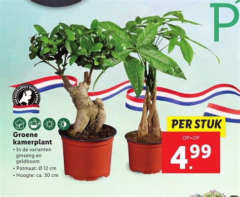 Groene Kamerplant Aanbieding Bij Lidl