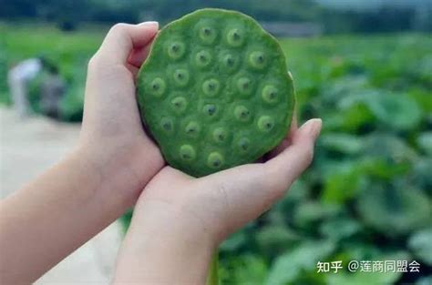 莲蓬的一些炮制方法 知乎