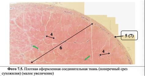 Препарат 58. Плотная оформленная соединительная ткань (сухожилие)