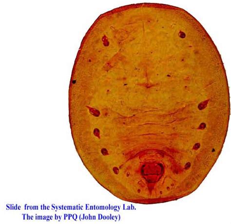 Aleurodicus Douglas Data Sheet