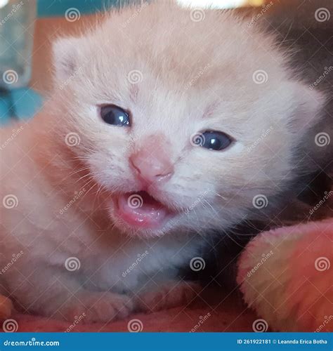 Tiny Fluffy Ginger Kitten Meowing Stock Image Image Of Nose Ginger