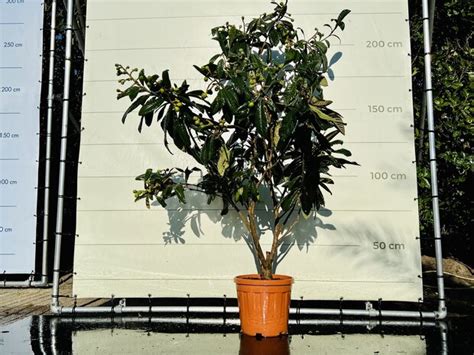 Japanischen Wollmispel Eriobotrya Japonica 200cm Tropic Trees