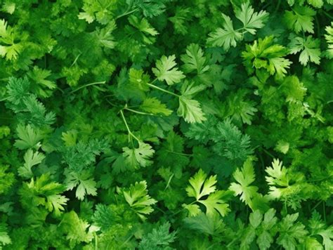 Premium Ai Image Parsley Background As Seamless Tile Generative Ai