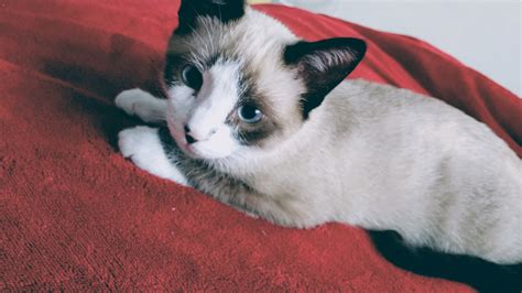 Doação de filhote de gato macho pelo curto e de porte pequeno em Colombo PR