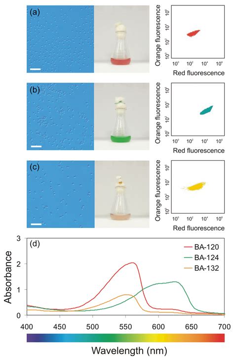 Left Side Top Panel A B C Light Microscope Photographs Of Three Download Scientific Diagram