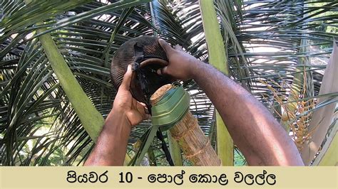 පියවර 10 පොල් කොළ වලල්ල Dahara By Pathum Youtube