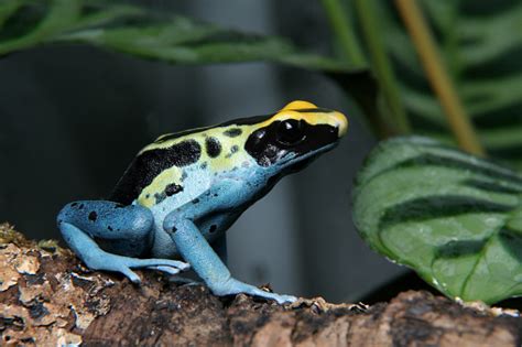 패트리 샤 염색 독 다트 개구리 Dendrobates Tinctorius 가이아나에 대한 스톡 사진 및 기타 이미지 가이아나
