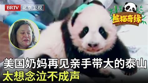 从小接生照顾熊猫泰山，美国奶妈再见亲手养大的泰山，太想念泣不成声，直呼谢谢中国！ 【熊猫奇缘】 中国大熊猫pandacute Youtube
