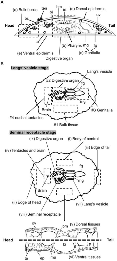 Schematic Body Structure Of The Flatworm Planocera Multitentaculata