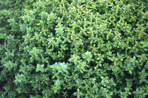 唇形花科 百里香屬 Thymus。 農業知識入口網