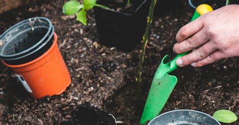 Top Flowers That Bloom Beautifully In August The Garden Magazine