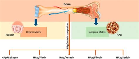 蛋白质基羟基磷灰石材料：调整成分以适应生物医学应用 Acs Applied Bio Materials X Mol