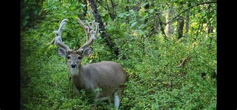 Transgendeer Hunter Showcase Nj Woods And Water
