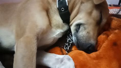 Plug In Do You Hear The Snore Internationaldogday2020 Dogsnores