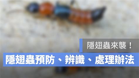 隱翅蟲來了！如何對抗隱翅蟲及症狀、防治、處理方式 蘋果仁 果仁 Iphoneios好物推薦科技媒體