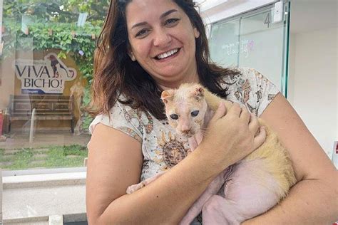 Conheça Eliseu gato que foi resgatado quase sem vida em Santos 29 06