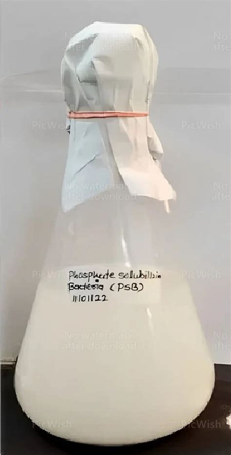 Liquid Phosphate Solubilizing Bacteria At Rs 35 Litre In Ludhiana Id 2850703415388