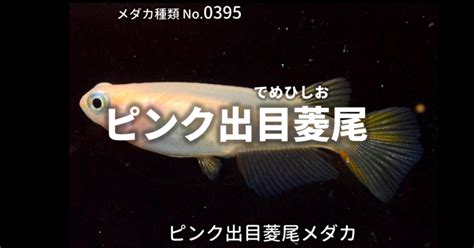 ピンク出目菱尾（ぴんくでめひしお）とは 改良メダカweb図鑑no0395 ピンク メダカの品種 改良メダカweb図鑑