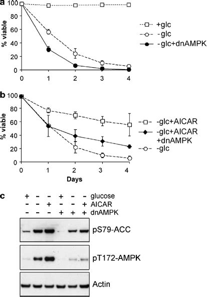 The Protective Effect Of Aicar On Cell Survival Is Mediated By Ampk