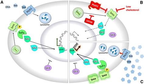 A Canonical Hedgehog Hh Signaling The Hh Signaling Involves Hh