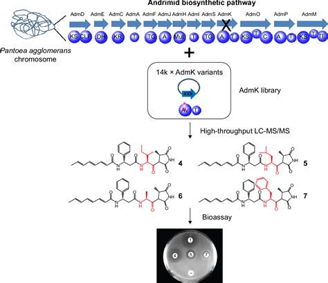 Figure 2 From Recent Advances In Combinatorial Biosynthesis For Drug