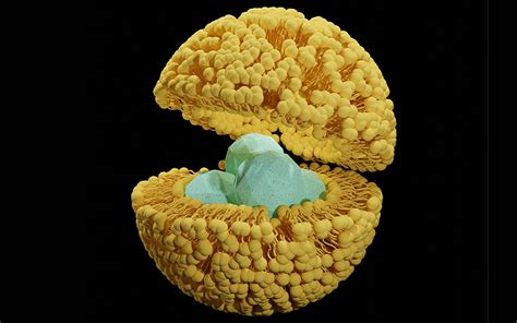 Under The Microscope Nanoencapsulation Biomedical Scientist