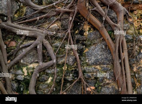 Tree Roots Stuck In Old Stone Wall In Nature Location Front View Stock Photo Alamy
