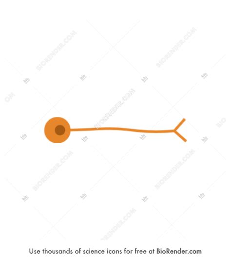 Free Neuron Schematic Icons Symbols And Images Biorender