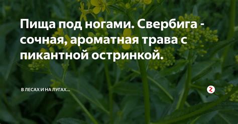 Пища под ногами. Свербига - сочная, ароматная трава с пикантной ...