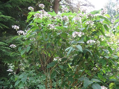 Hydrangea Aspera How To Grow And Care For Rough Leaf Hydrangeas