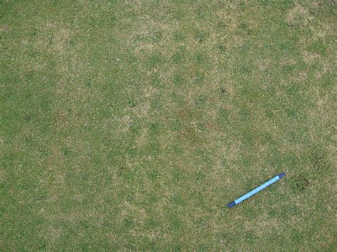 Bentgrass Declining Its From Western Europe You Live In Kansas By Dr Fry K State Turf