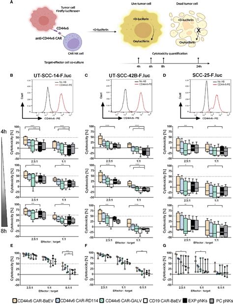 Frontiers Cd44v6 Specific Car Nk Cells For Targeted Immunotherapy Of