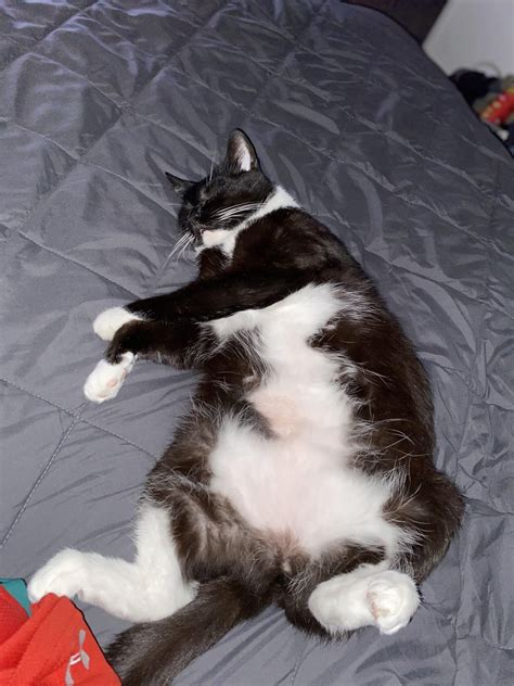 Destiny R Fatcats