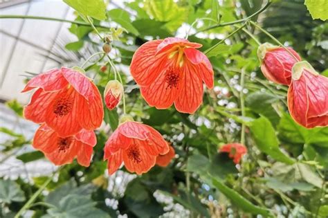 16 Indoor Flowering Plants For 2024 — Top Houseplant Flowers