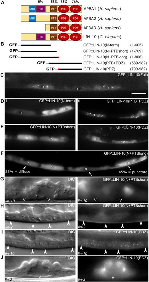 C Terminal Domains Regulate Punctate Localization And Function Of