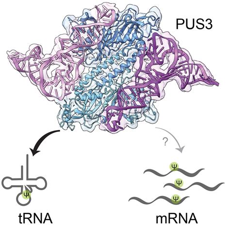 The Molecular Basis Of Trna Selectivity By Human Pseudouridine Synthase 3 Molecular Cell