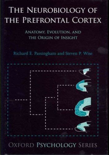 Neurobiology Of The Prefrontal Cortex Anatomy Evolution And The