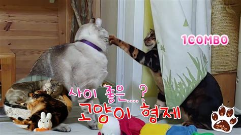 냥냥펀치 주고받는 사이좋은 고양이 현실형제 마지막 보너스 꿀잼 Youtube
