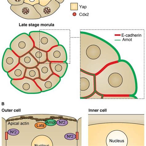 Hippo Signaling In Outer And Inner Cells Of The Mouse Embryo A Hippo