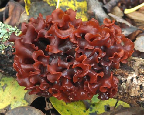 Tremella fimbriata クロハナビラニカワタケ