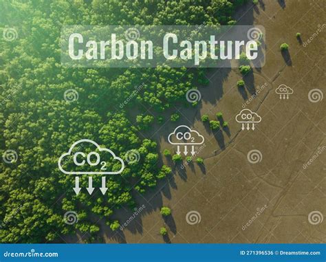 Carbon Capture Concept Natural Carbon Sinks Mangrove Trees Capture