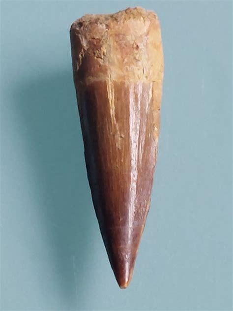 Dinosaurus Fossiele Tand Spinosaurus Aegyptiacus 5 Cm Catawiki